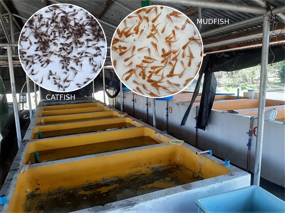 New ways to raise dalag, hito will boost fish supply | BusinessChannel.ph