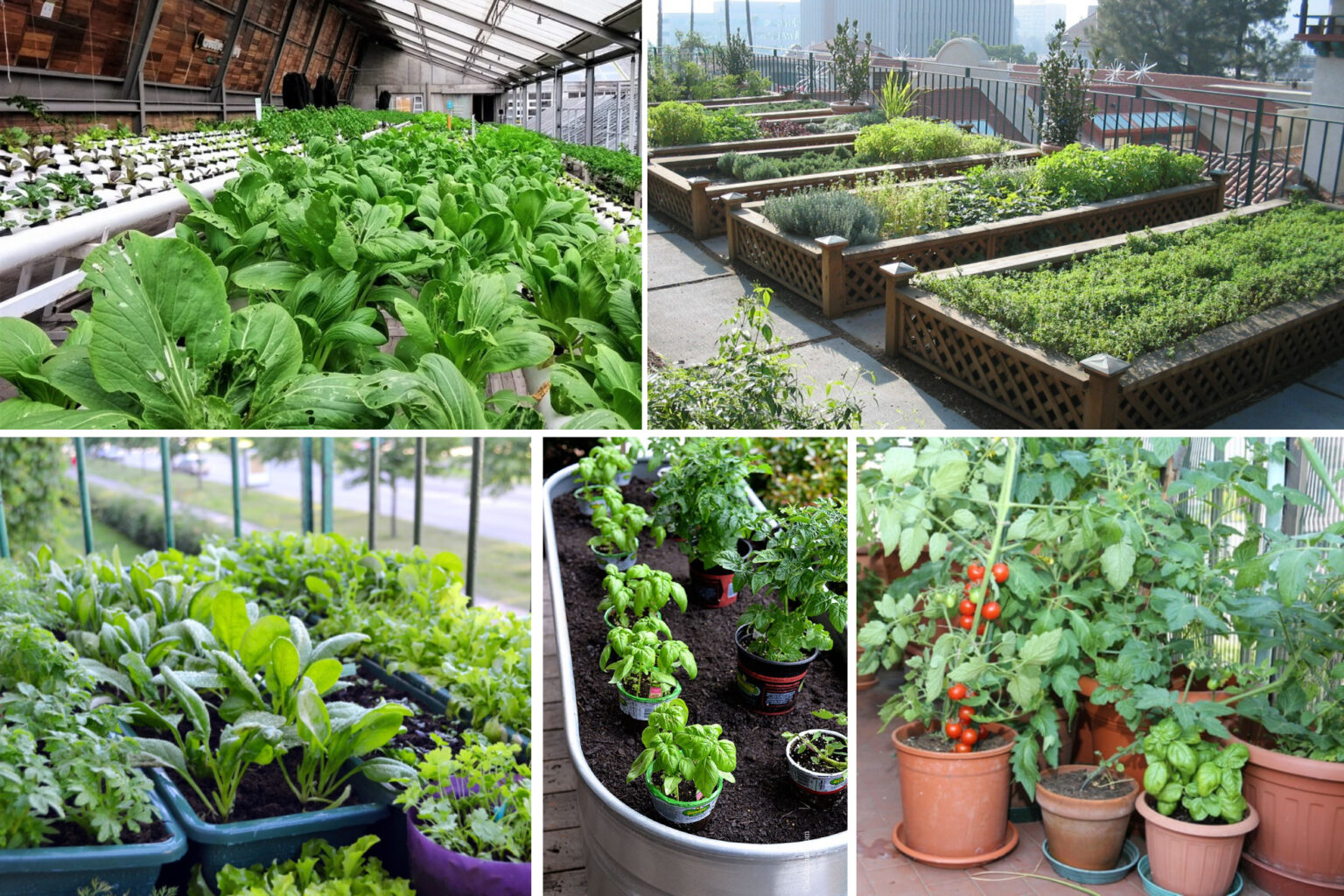 DA Chief Bats For Rooftop Gardening Urges LGUs To Promote green da-chief-bats-for-rooftop-gardening-urges-lgus-to-promote-green